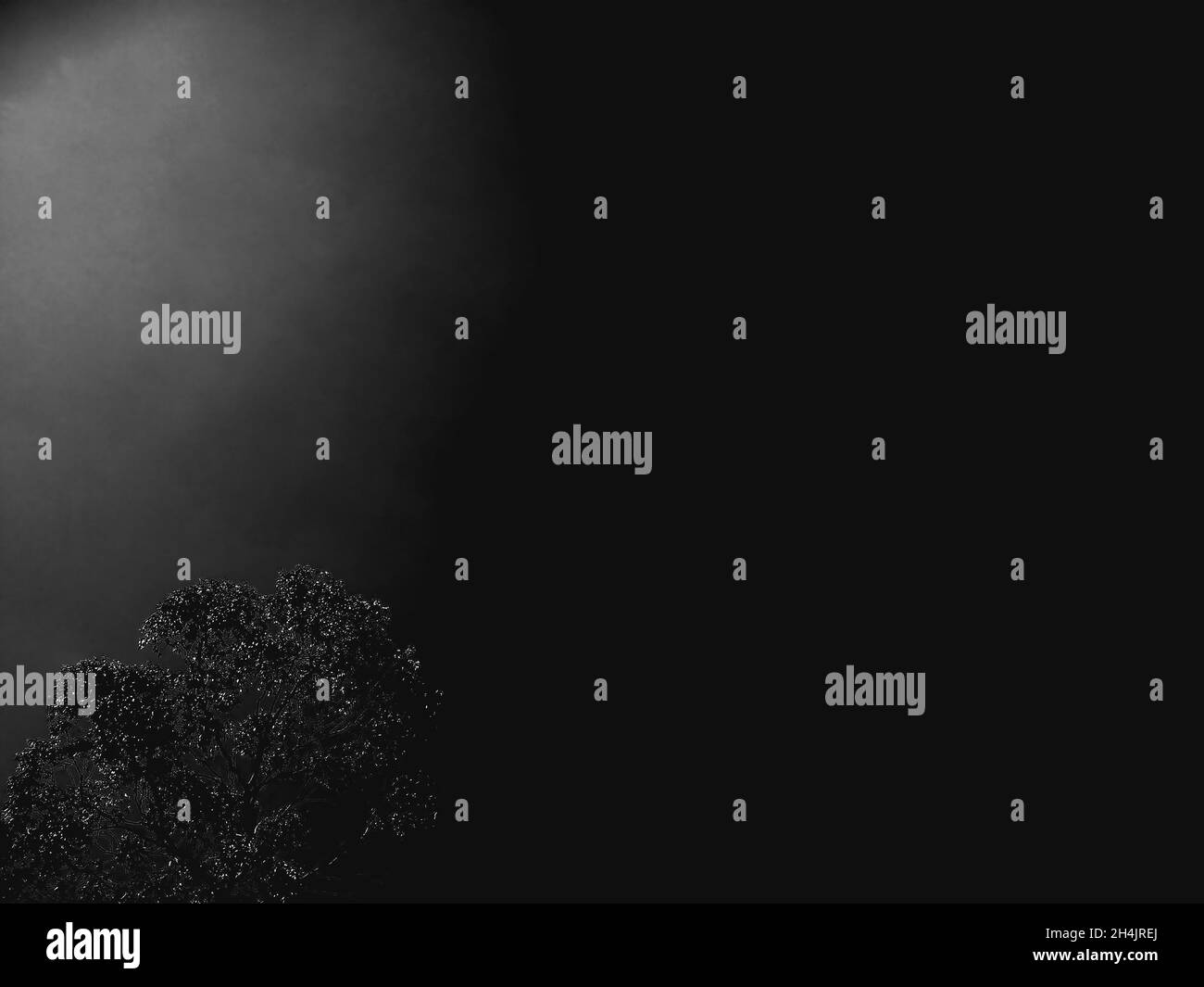 Moonlit tree hi-res stock photography and images - Alamy