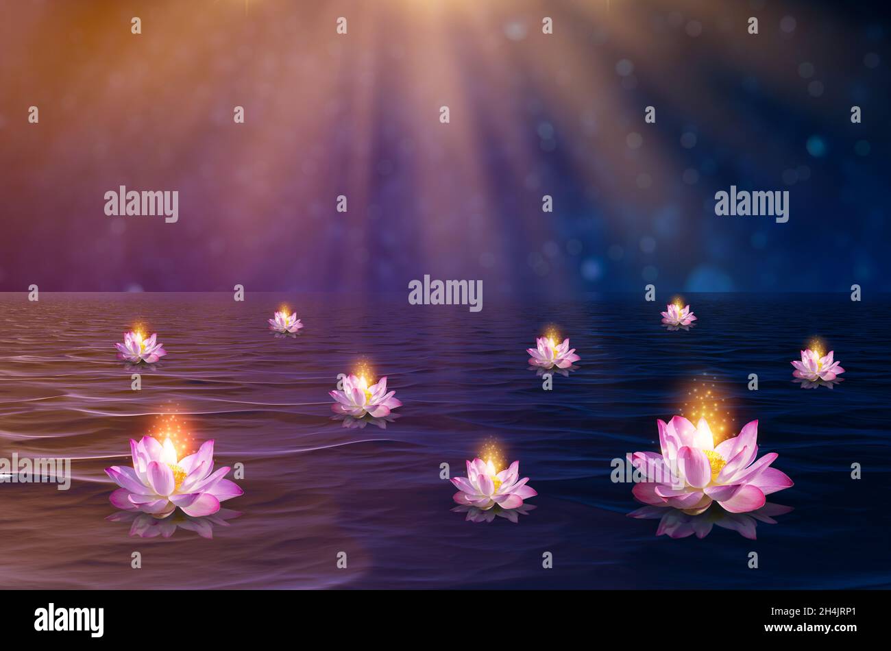 lotus Pink light purple floating light sparkle purple background Stock ...
