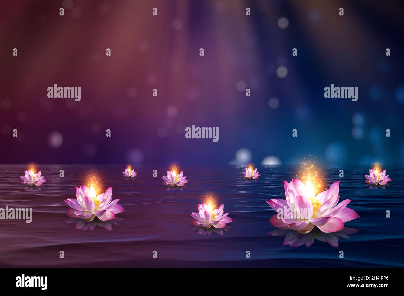 lotus Pink light purple floating light sparkle purple background Stock ...