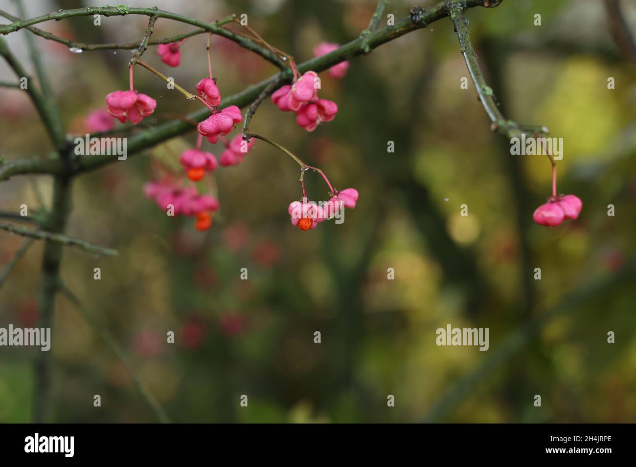 Spindleberry hi-res stock photography and images - Alamy