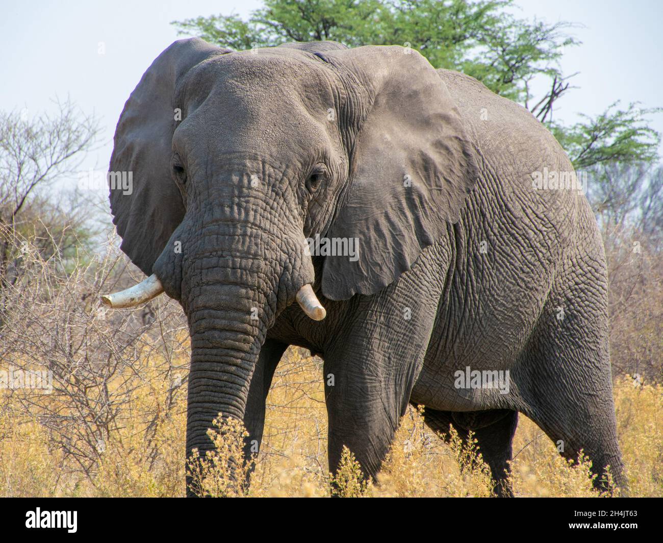 African elephant in the savanna. Africa wildlife Stock Photo - Alamy