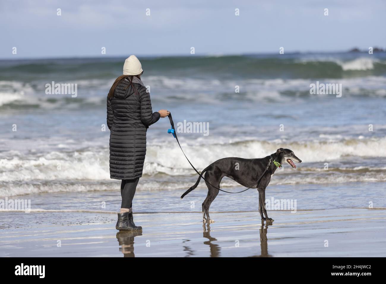 Older greyhound dog enjoying a walk on a beach with her ownin Australia ...