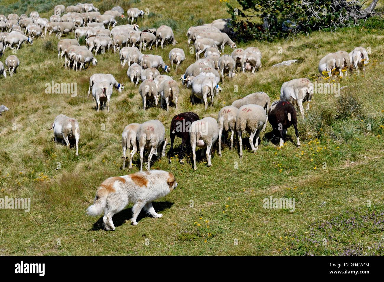 Patou dog hi-res stock photography and images - Alamy