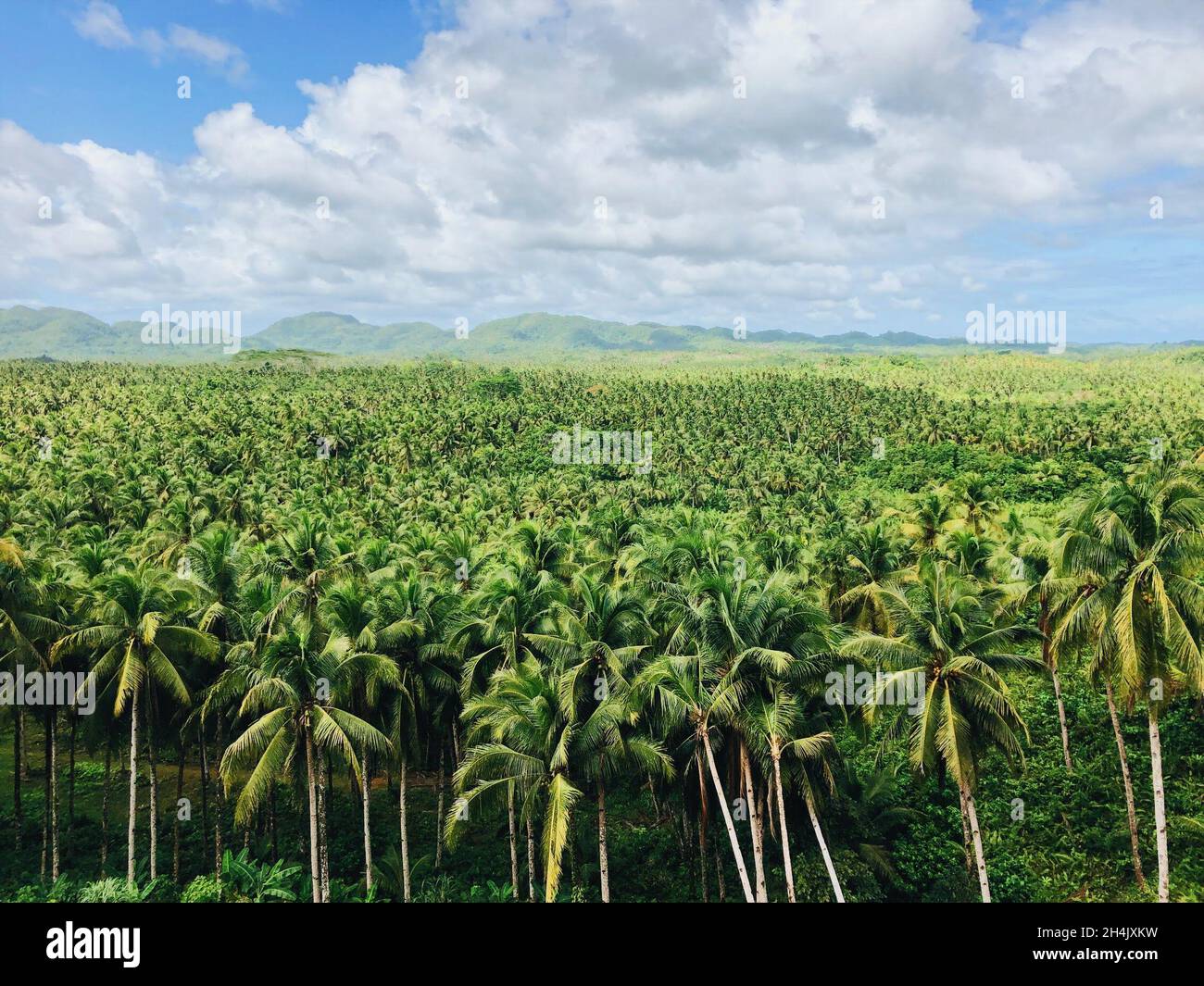 Aerial view of a palm tree plantation, Philippines Stock Photo - Alamy