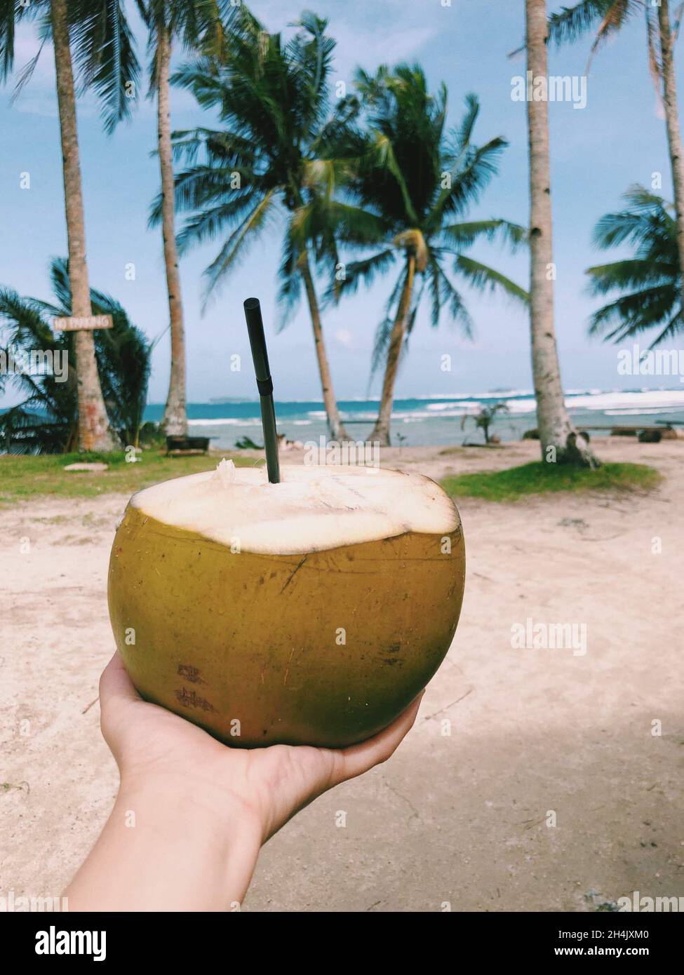 Person holding a Fresh Coconut at the beach, Philippines Stock Photo ...
