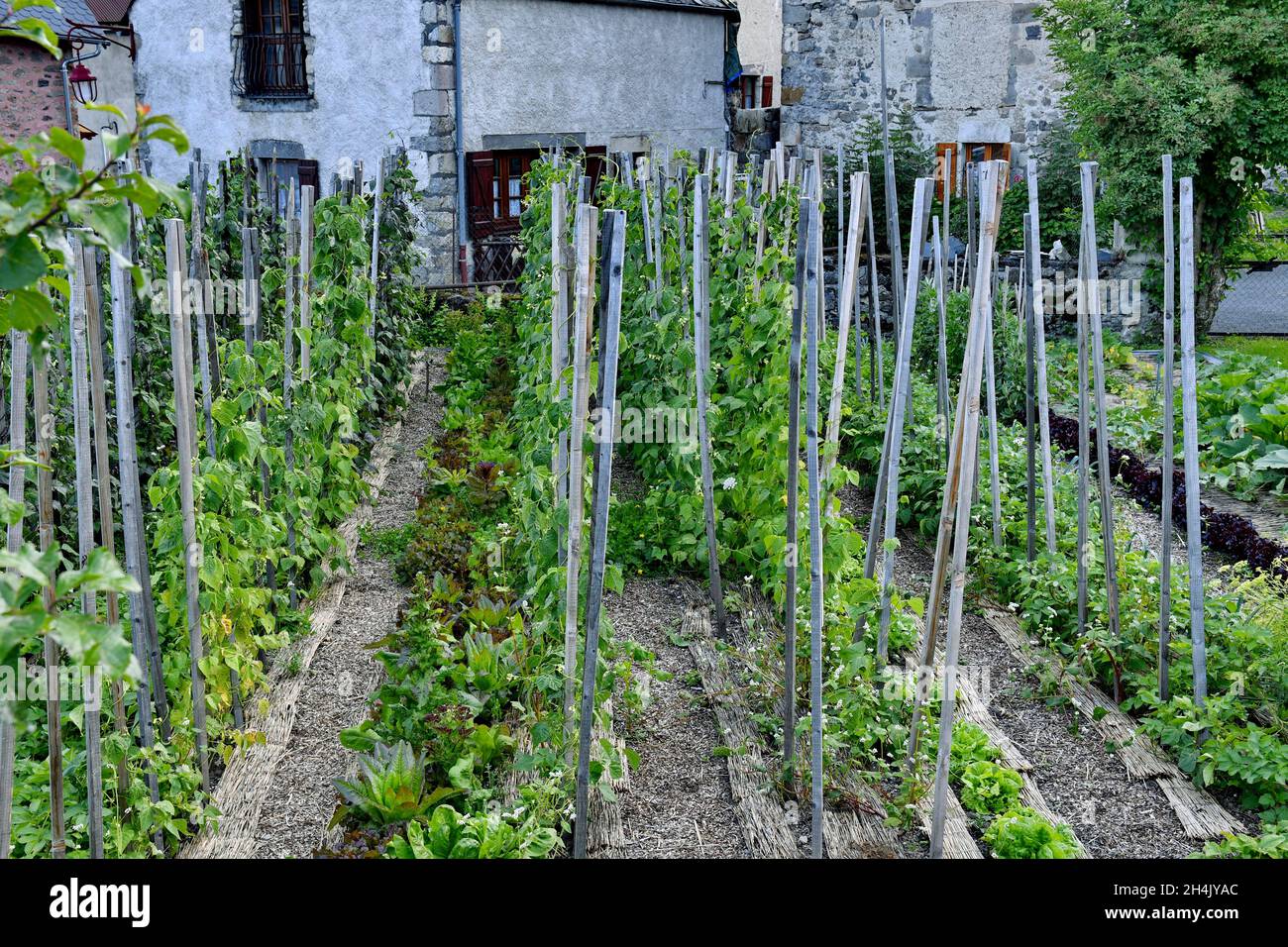 France, Puy de Dome, Chambon-sur-Lac, traditional vegetable garden ...