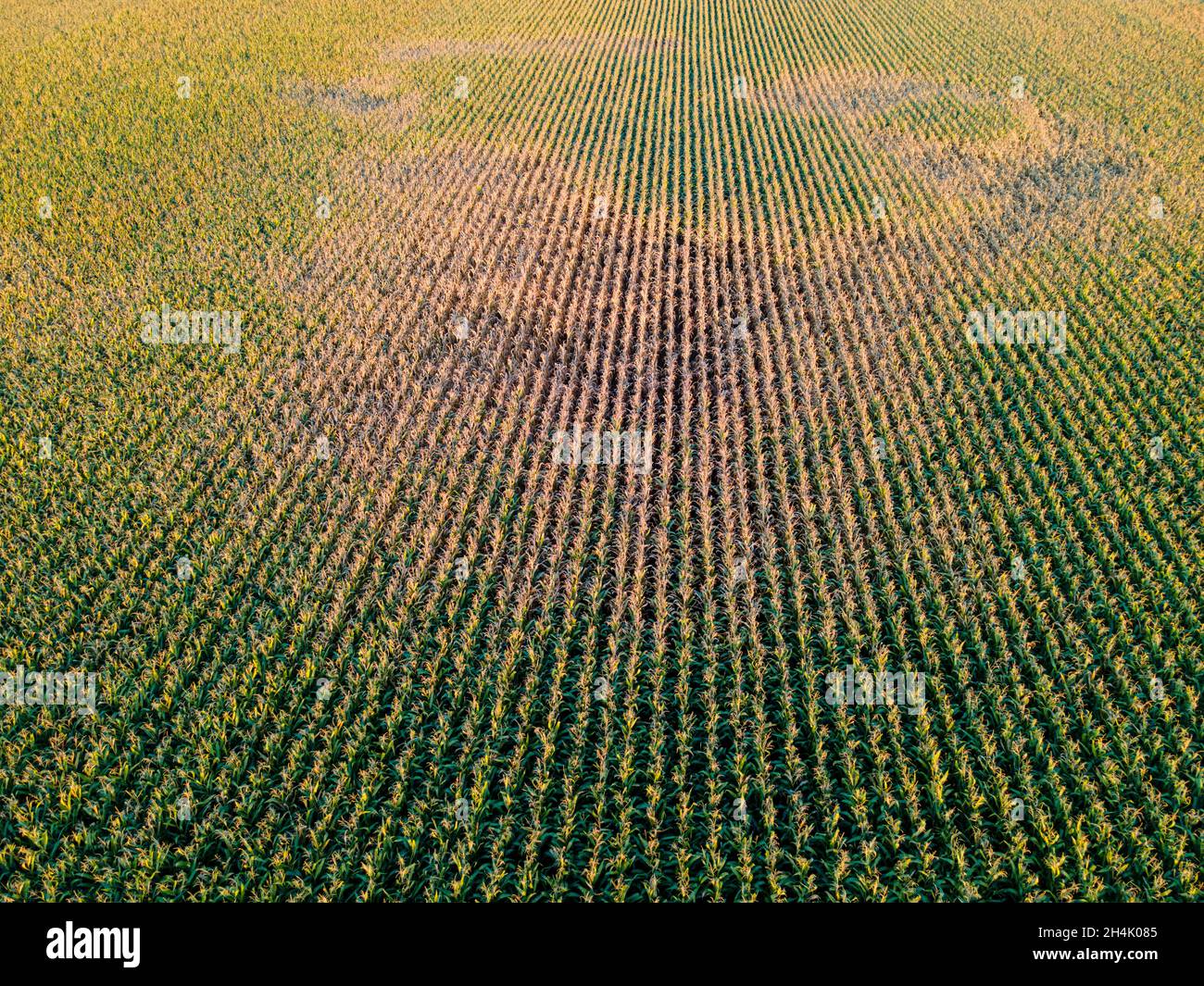 Corn fields aerial hi-res stock photography and images - Alamy