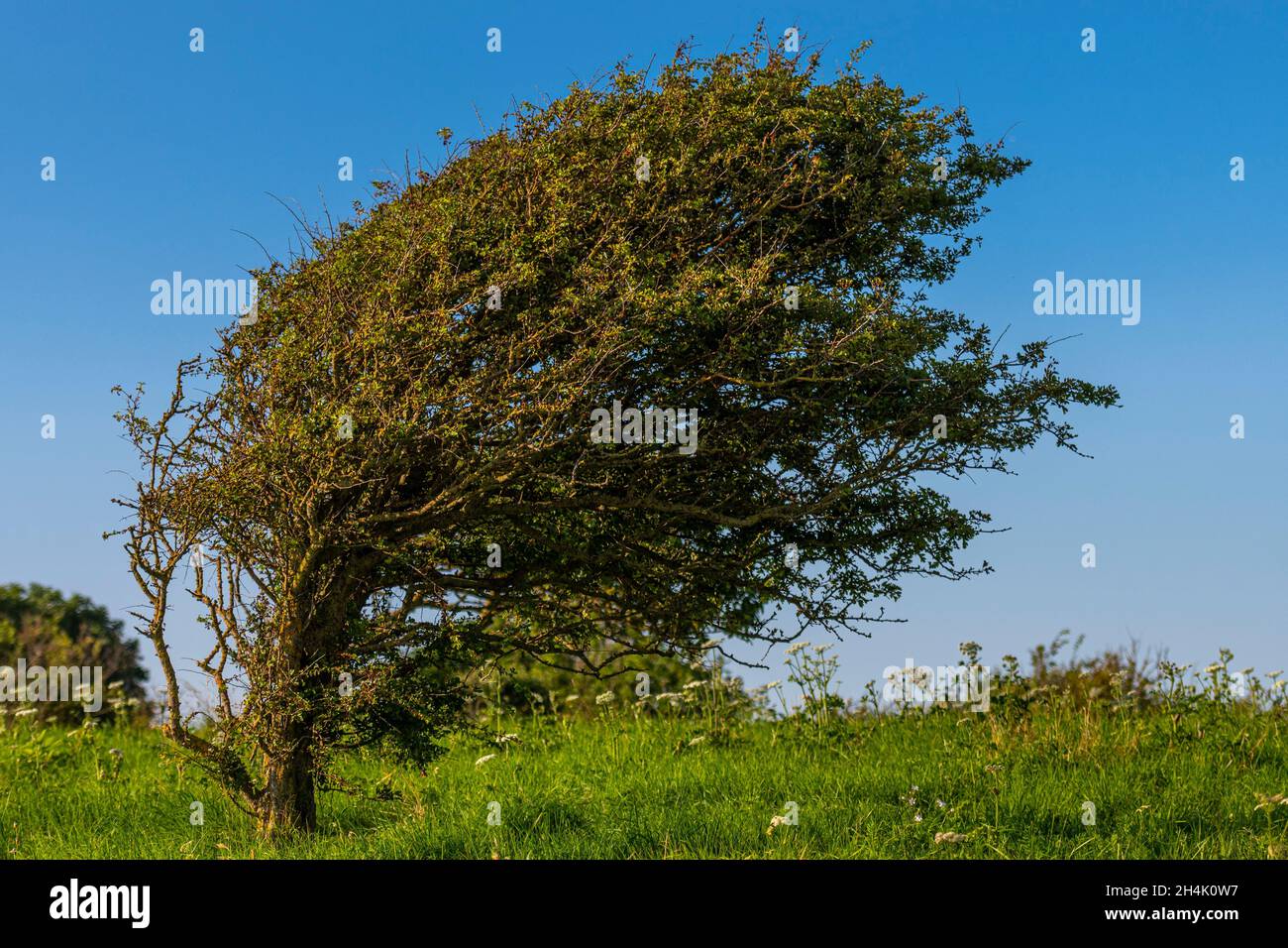France, Somme, Mers-les-Bains, Shrubs on top of cliffs whose growth is ...