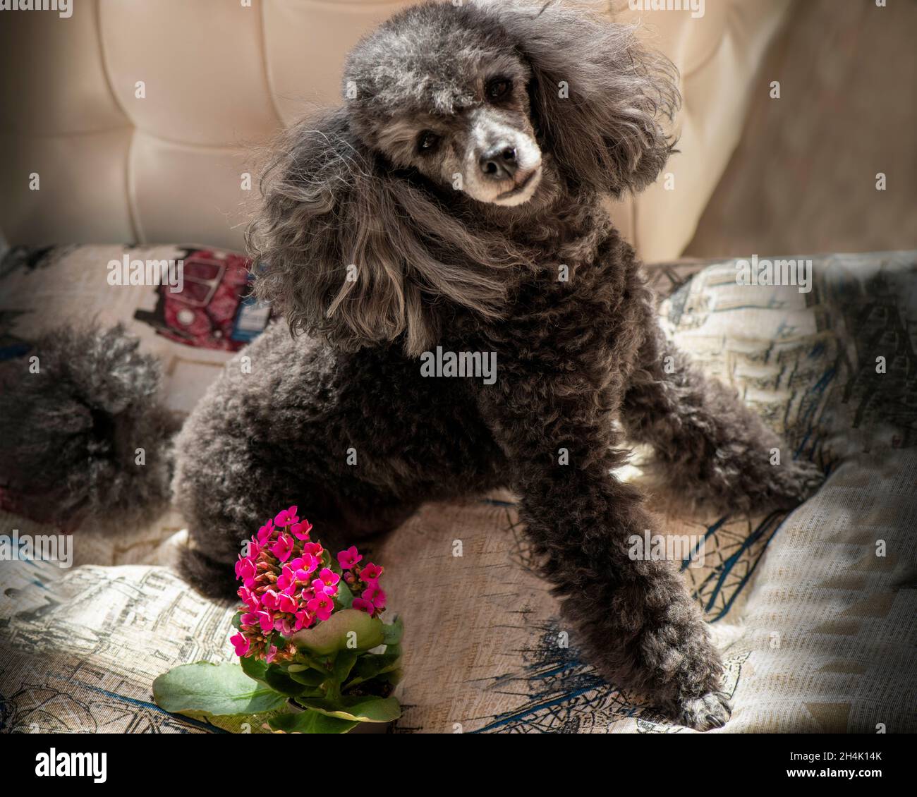 Portrait of a Miniature toy poodle sitting on a cushion Stock Photo - Alamy