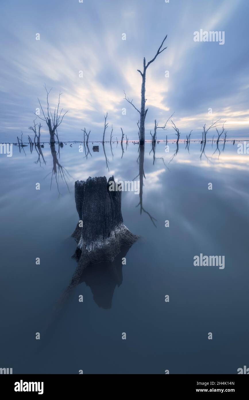 Dead trees submerged in flooded landscape, Australia Stock Photo - Alamy