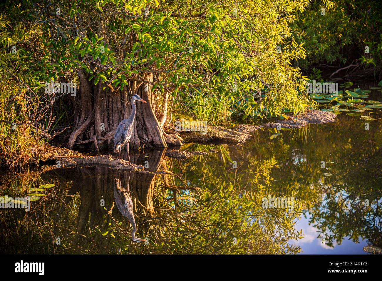 United States, Florida, Everglades National Park, UNESCO World Heritage ...