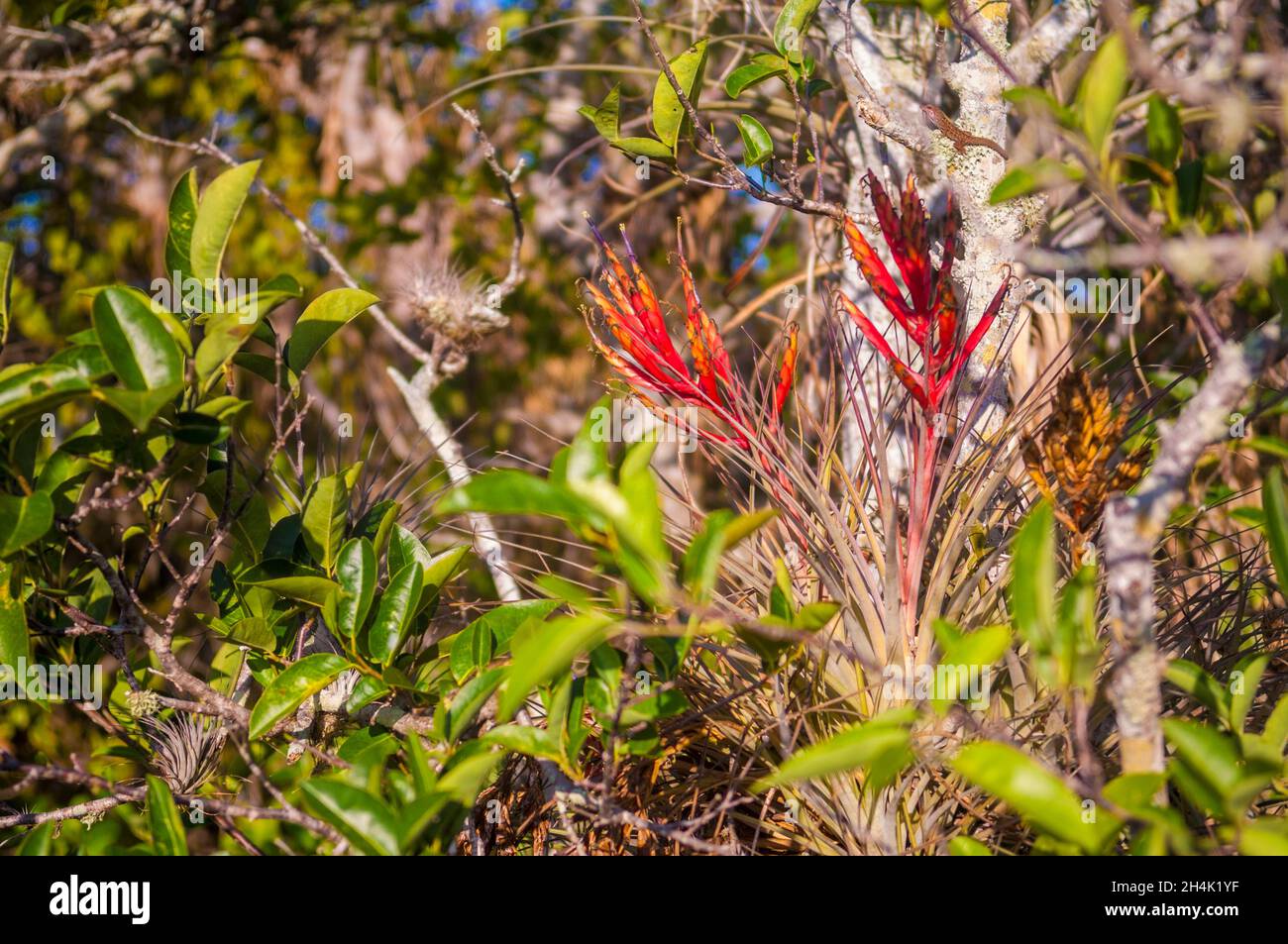 United States, Florida, Everglades National Park listed as World ...