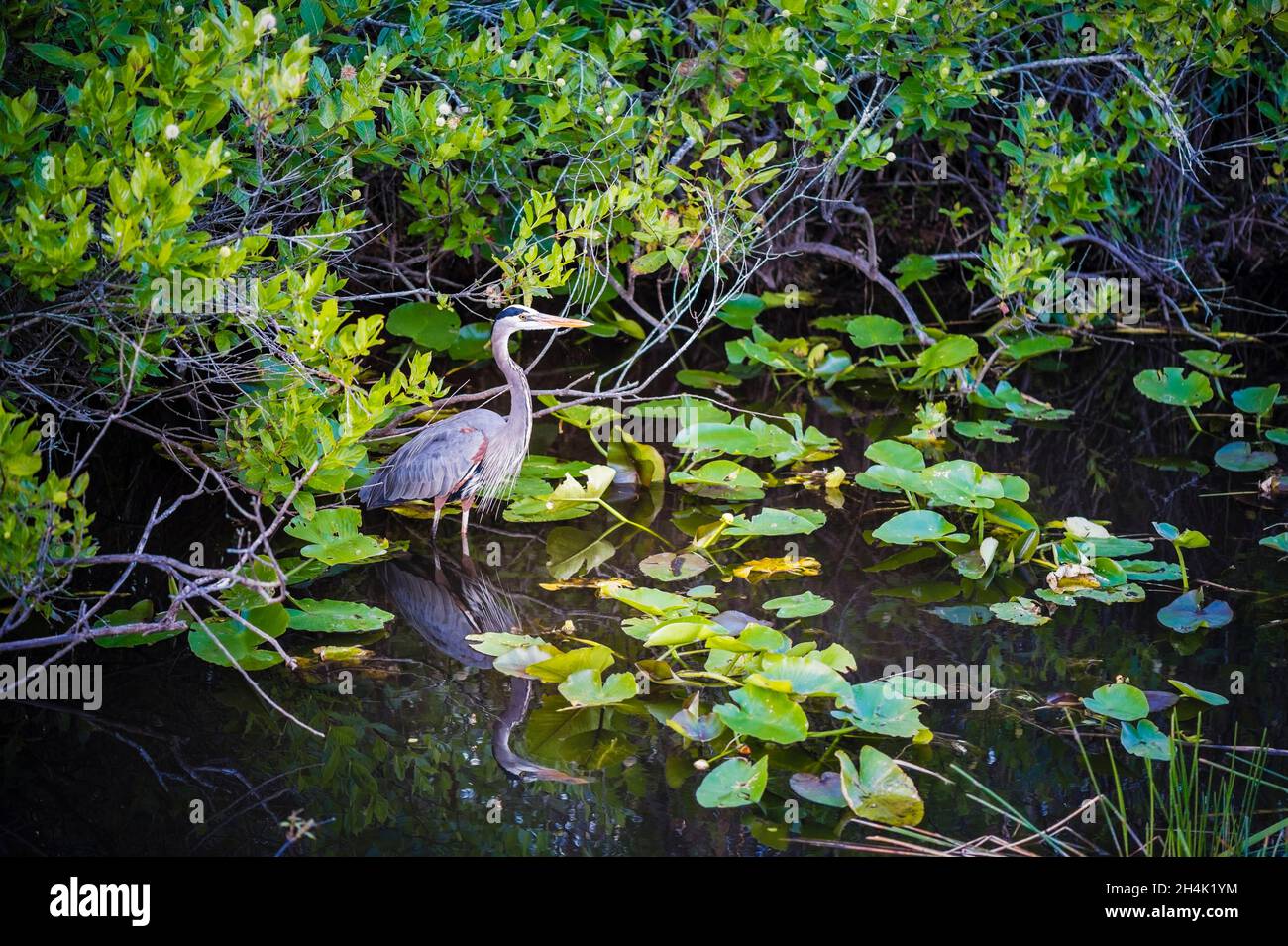 United States, Florida, Everglades National Park, UNESCO World Heritage ...