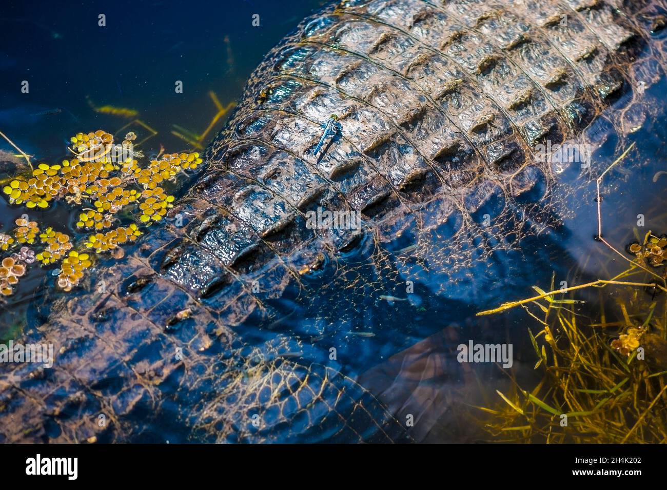 United States, Florida, Everglades National Park listed as World ...