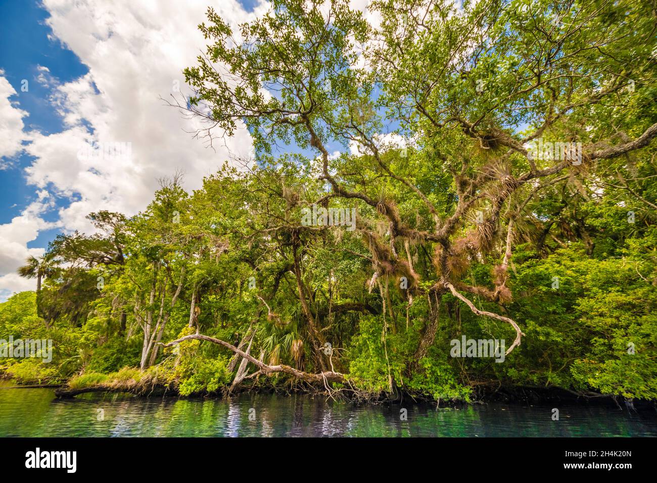 United States, Florida, Homosassa, Crystal River Stock Photo - Alamy