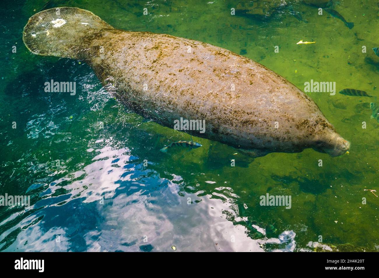United States, Florida, Homosassa, Crystal River, Manatee (Trichechus ...