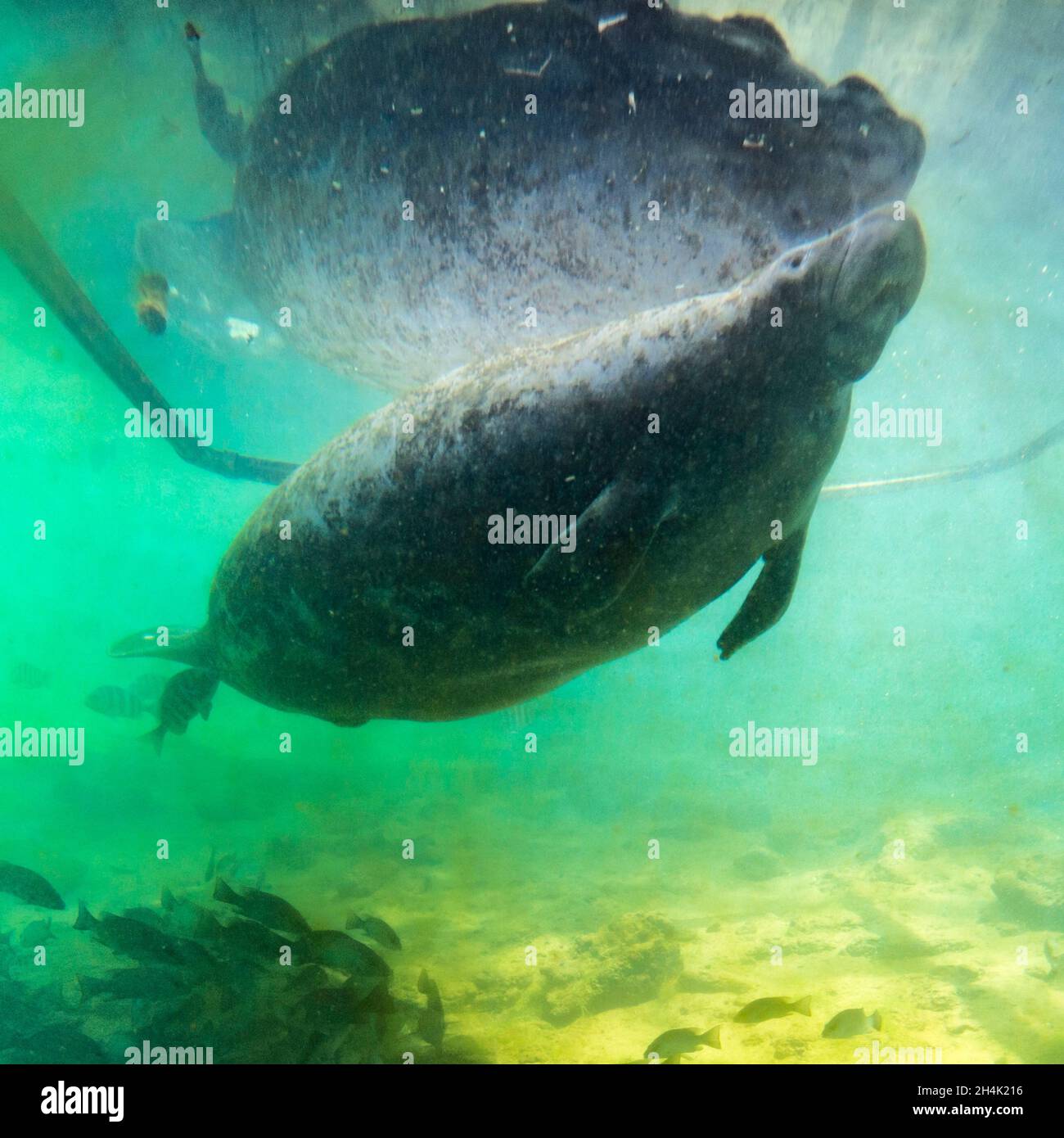 United States, Florida, Homosassa, Crystal River, Manatee (Trichechus ...
