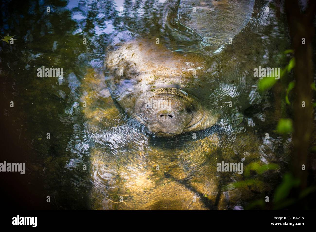 United States, Florida, Homosassa, Crystal River, Manatee (Trichechus ...