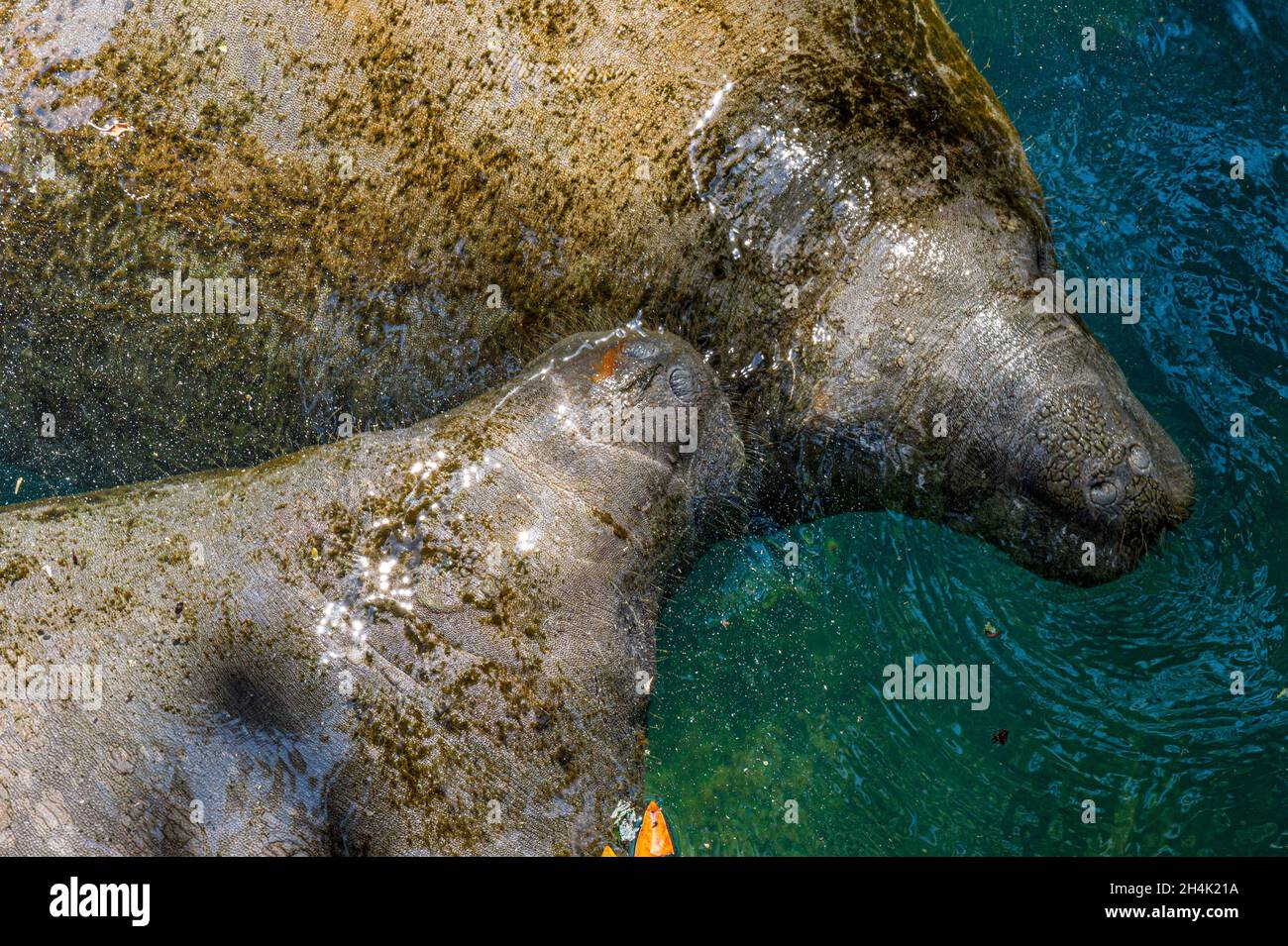 United States, Florida, Homosassa, Crystal River, Manatee (Trichechus ...