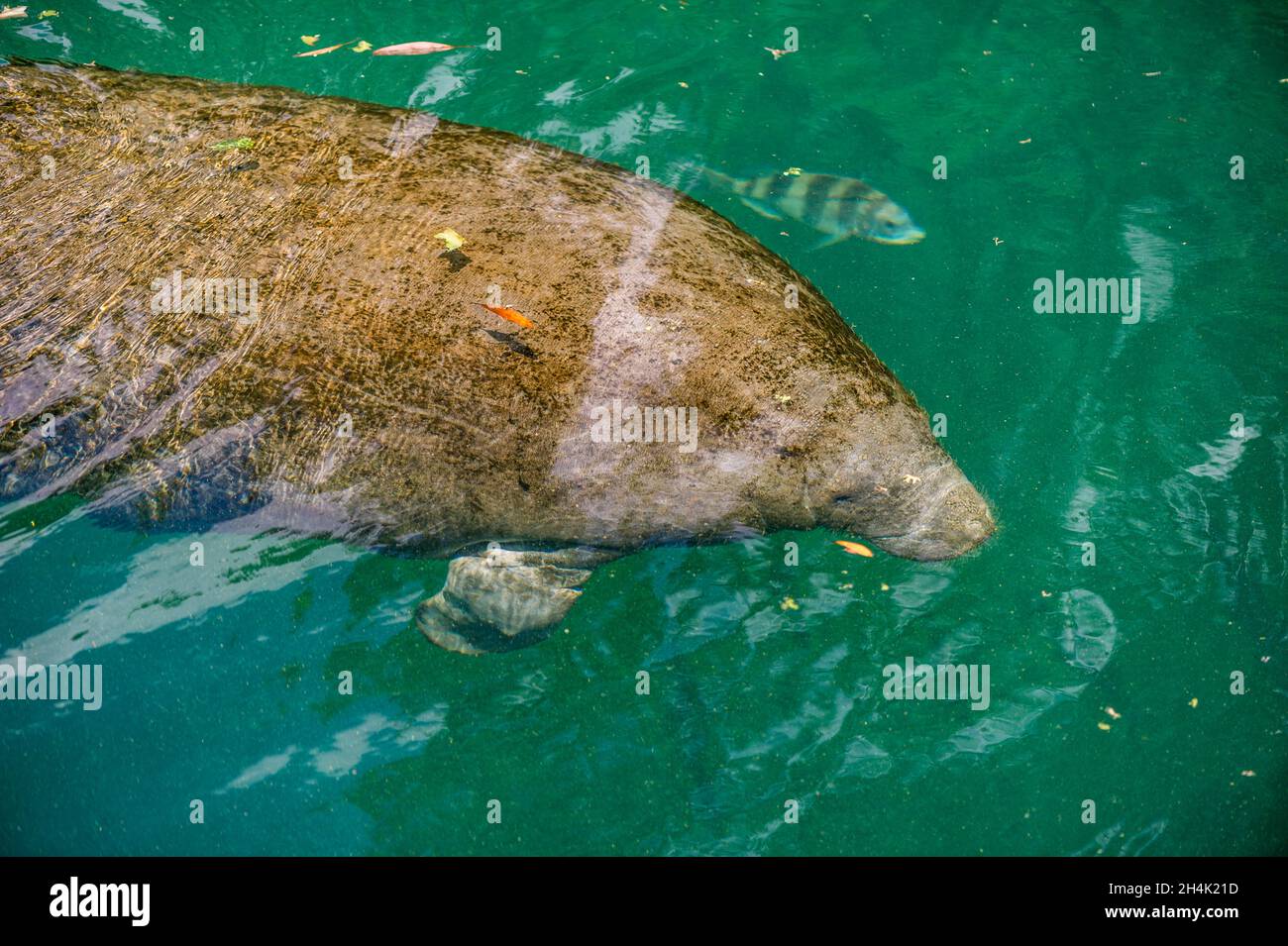 United States, Florida, Homosassa, Crystal River, Manatee (Trichechus ...