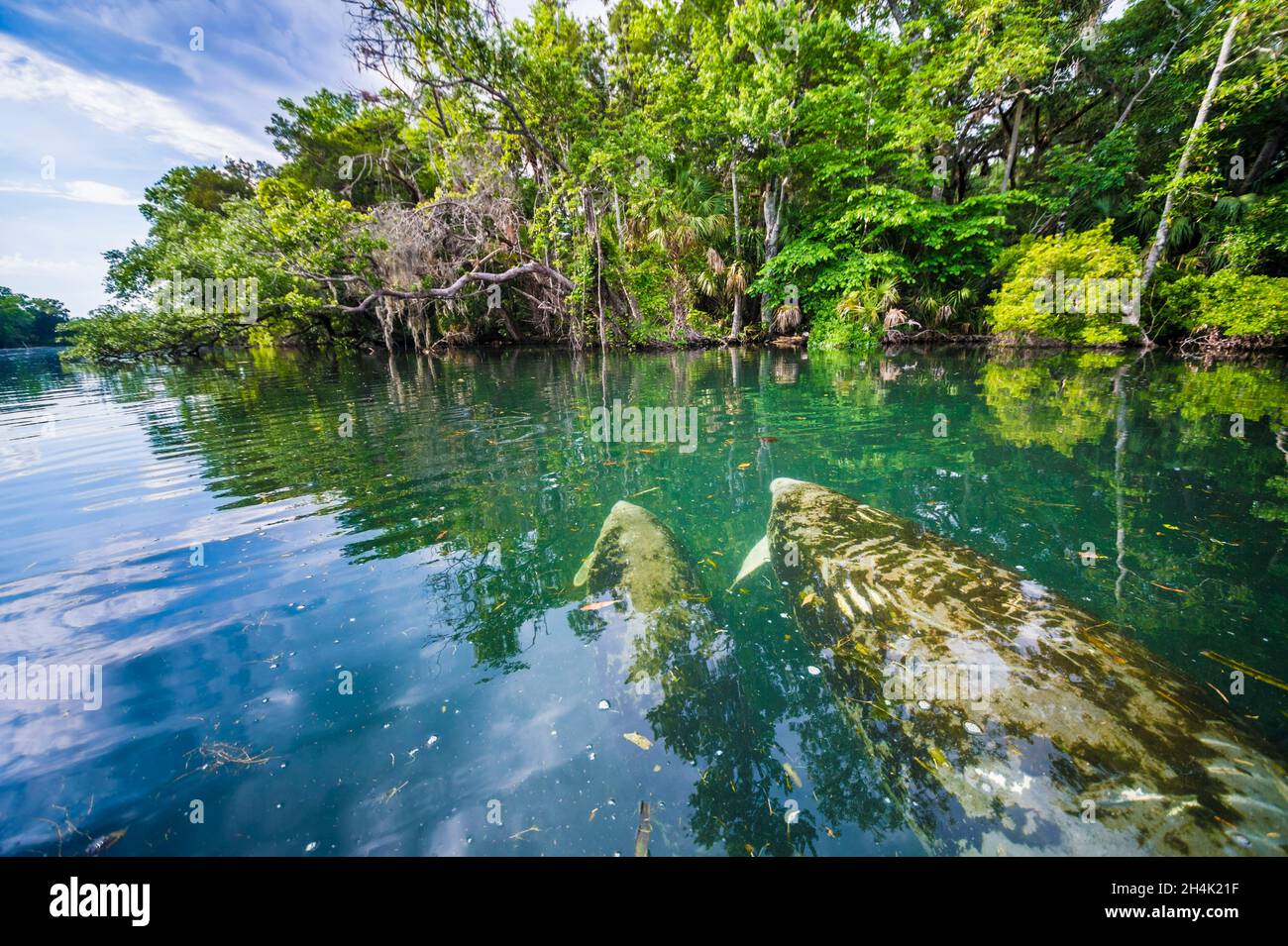 United States, Florida, Homosassa, Crystal River, Manatee (Trichechus ...