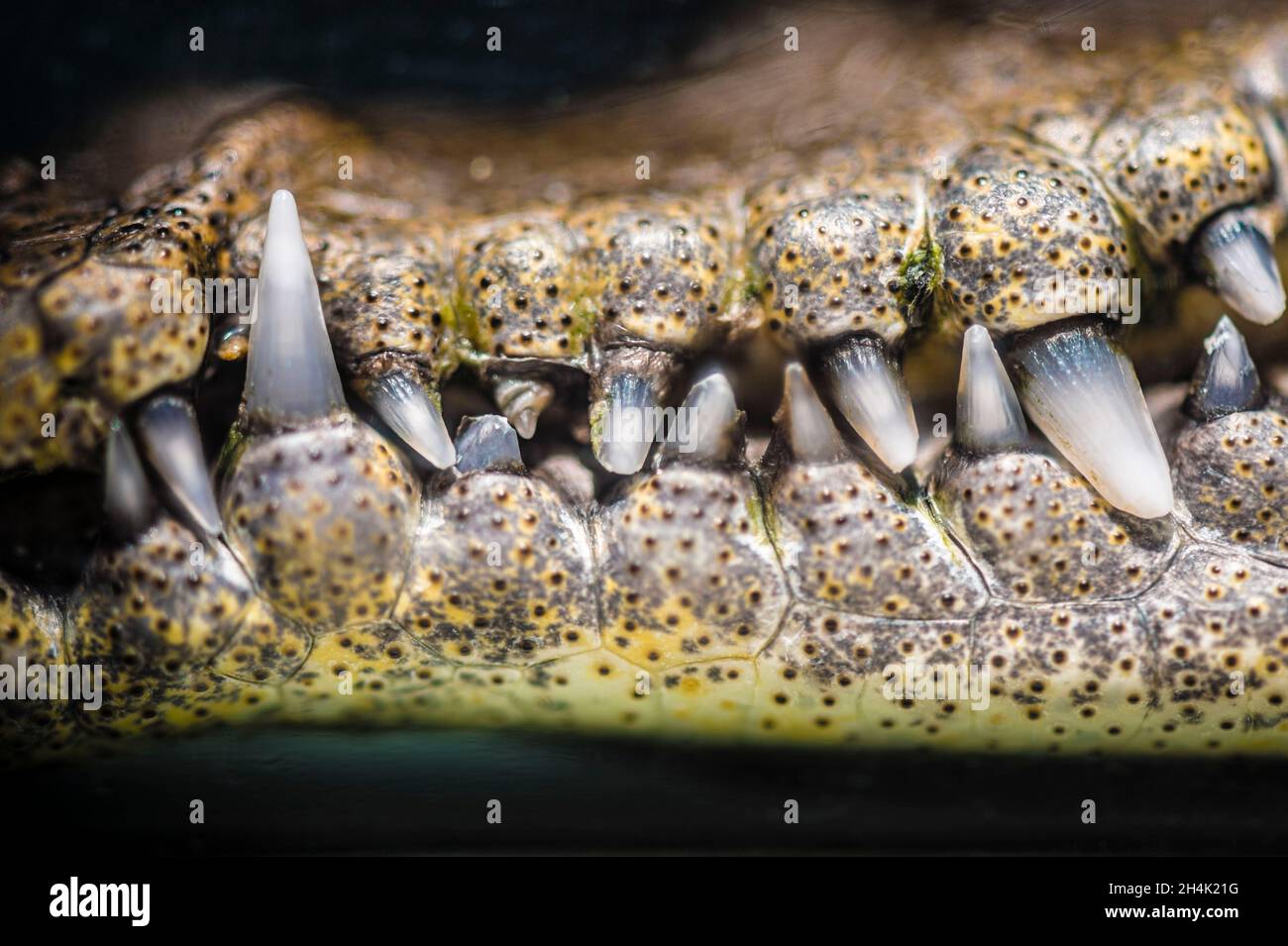 United States, Florida, Homosassa, Crystal River, American Alligator ...