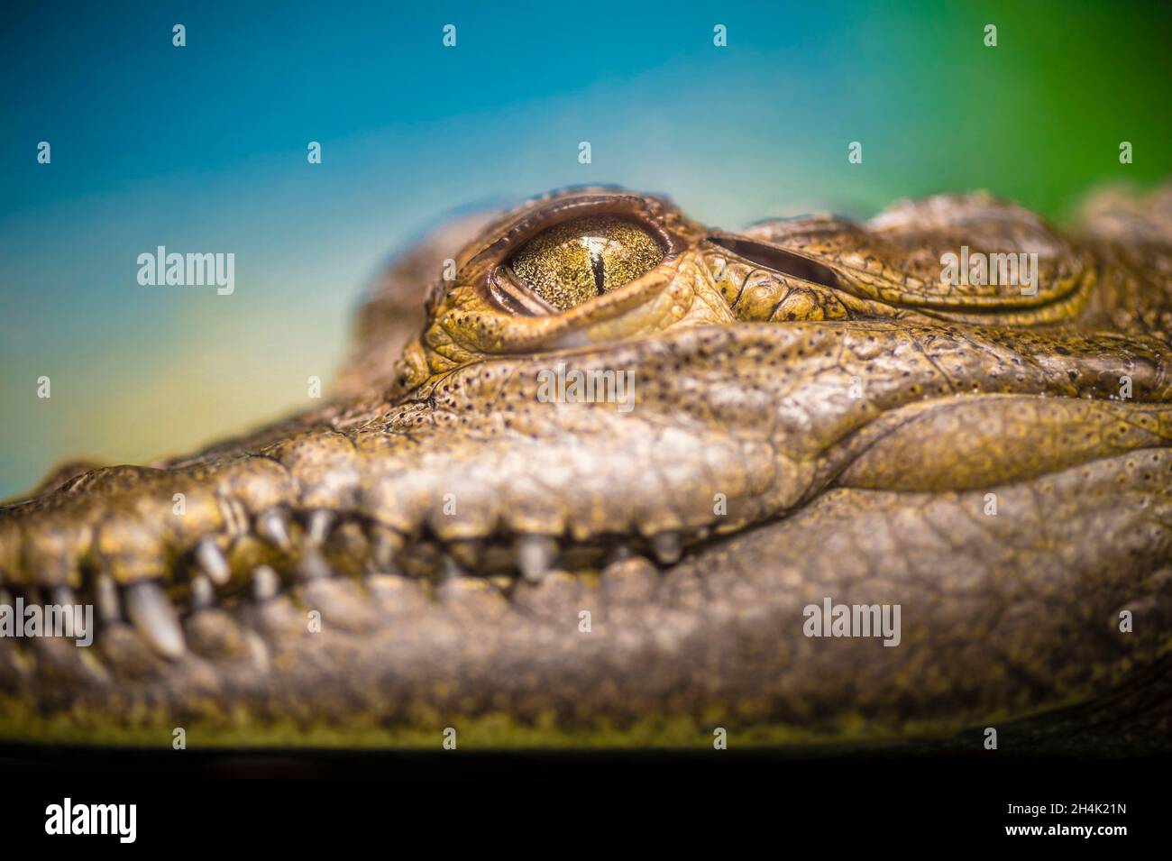 United States, Florida, Homosassa, Crystal River, portrait of a ...