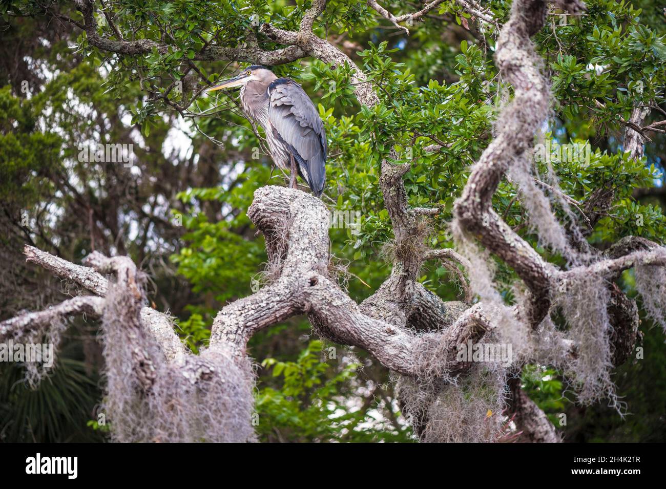 United States, Florida, Homosassa, Crystal River, Blue Heron (Ardea ...