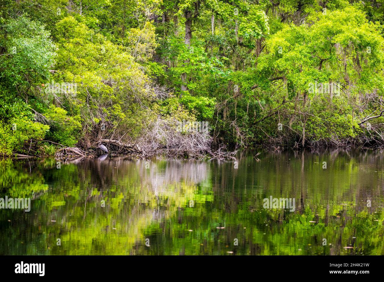 Homosassa river water hi-res stock photography and images - Alamy