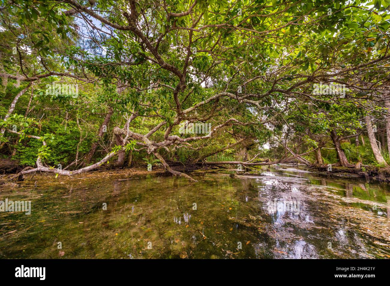 Homosassa river water hi-res stock photography and images - Alamy