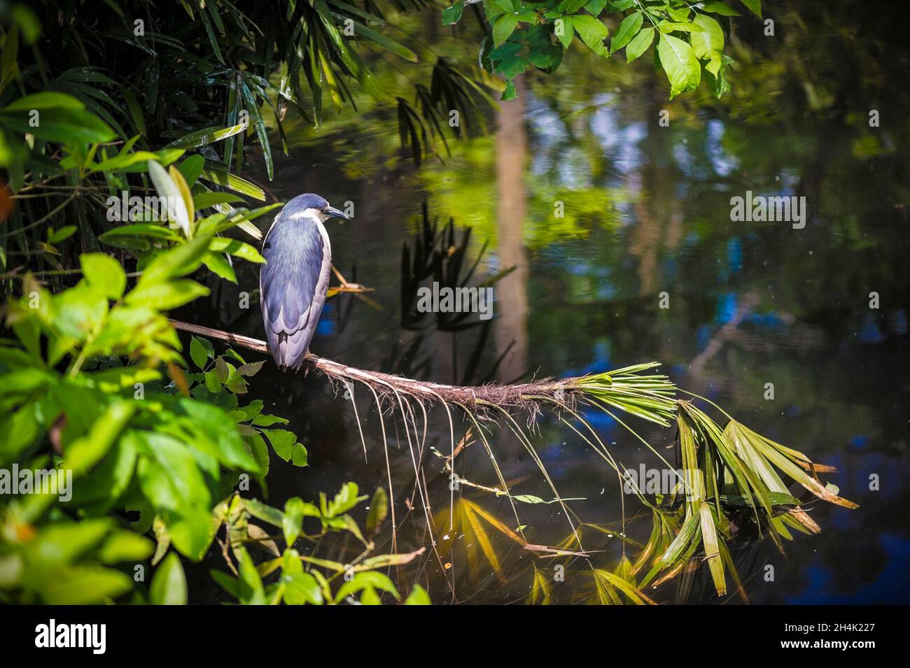 United States, Florida, Homosassa, Crystal River, Black-crowned Night ...