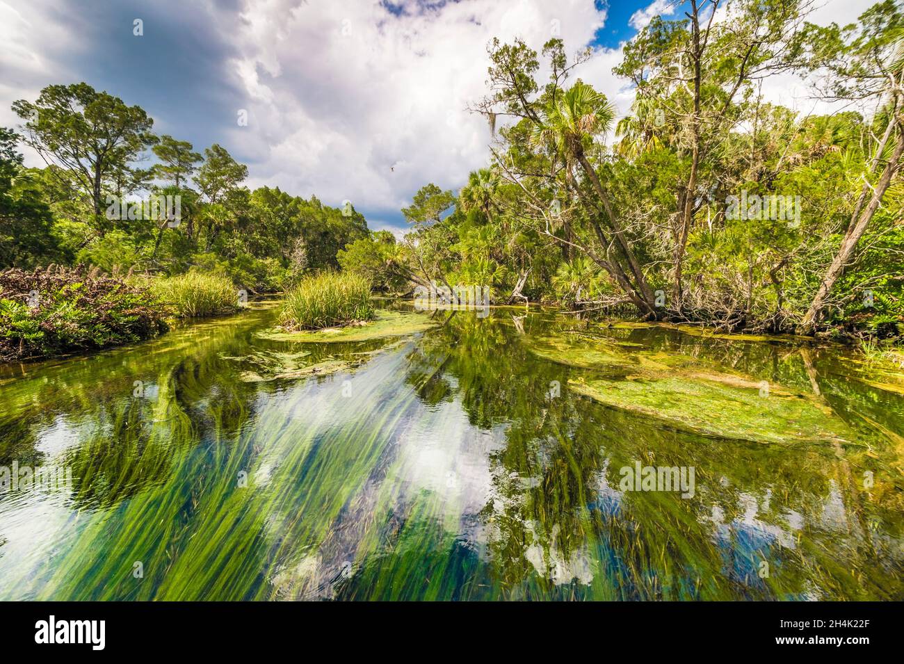 United States, Florida, Homosassa, Crystal River Stock Photo - Alamy