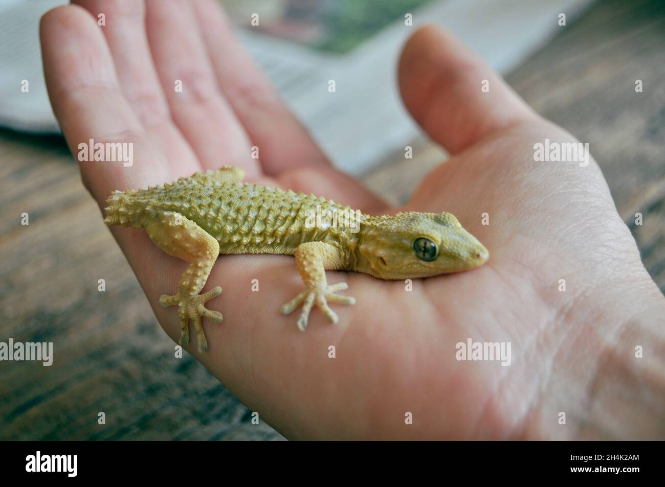 Gecko tail hi-res stock photography and images - Alamy
