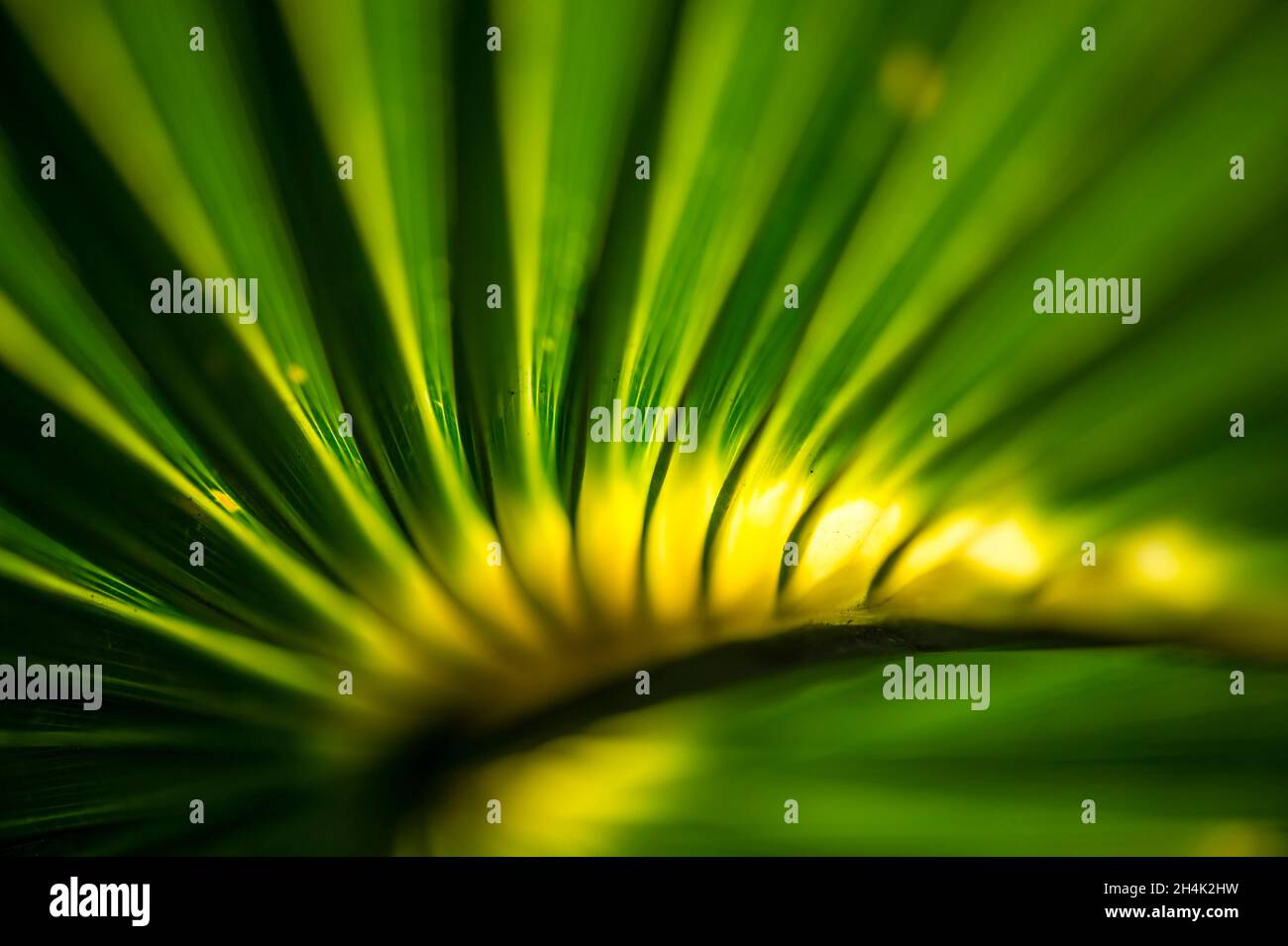 Everglades palm detail hi-res stock photography and images - Alamy