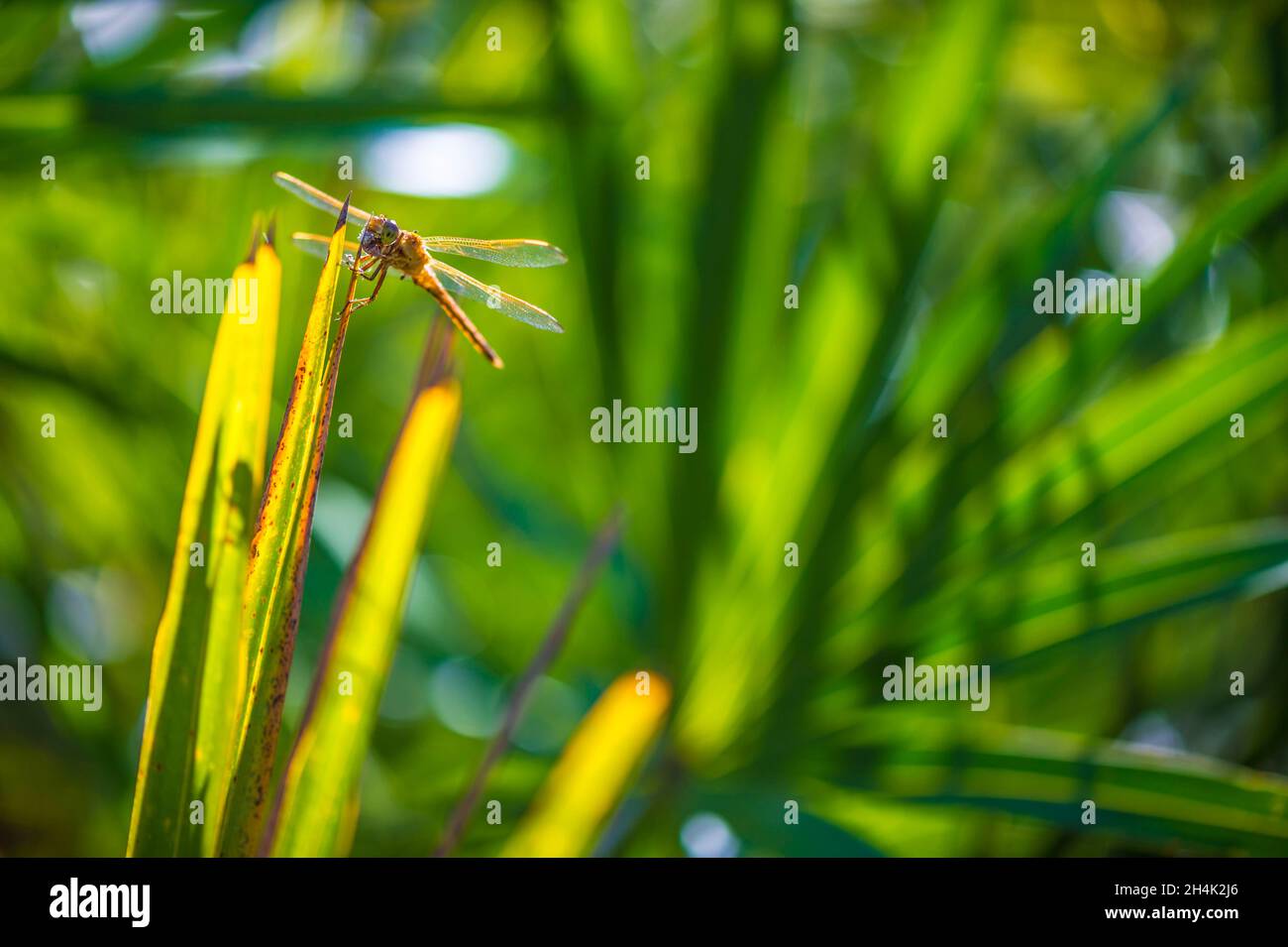 United States, Florida, Everglades National Park listed as World ...