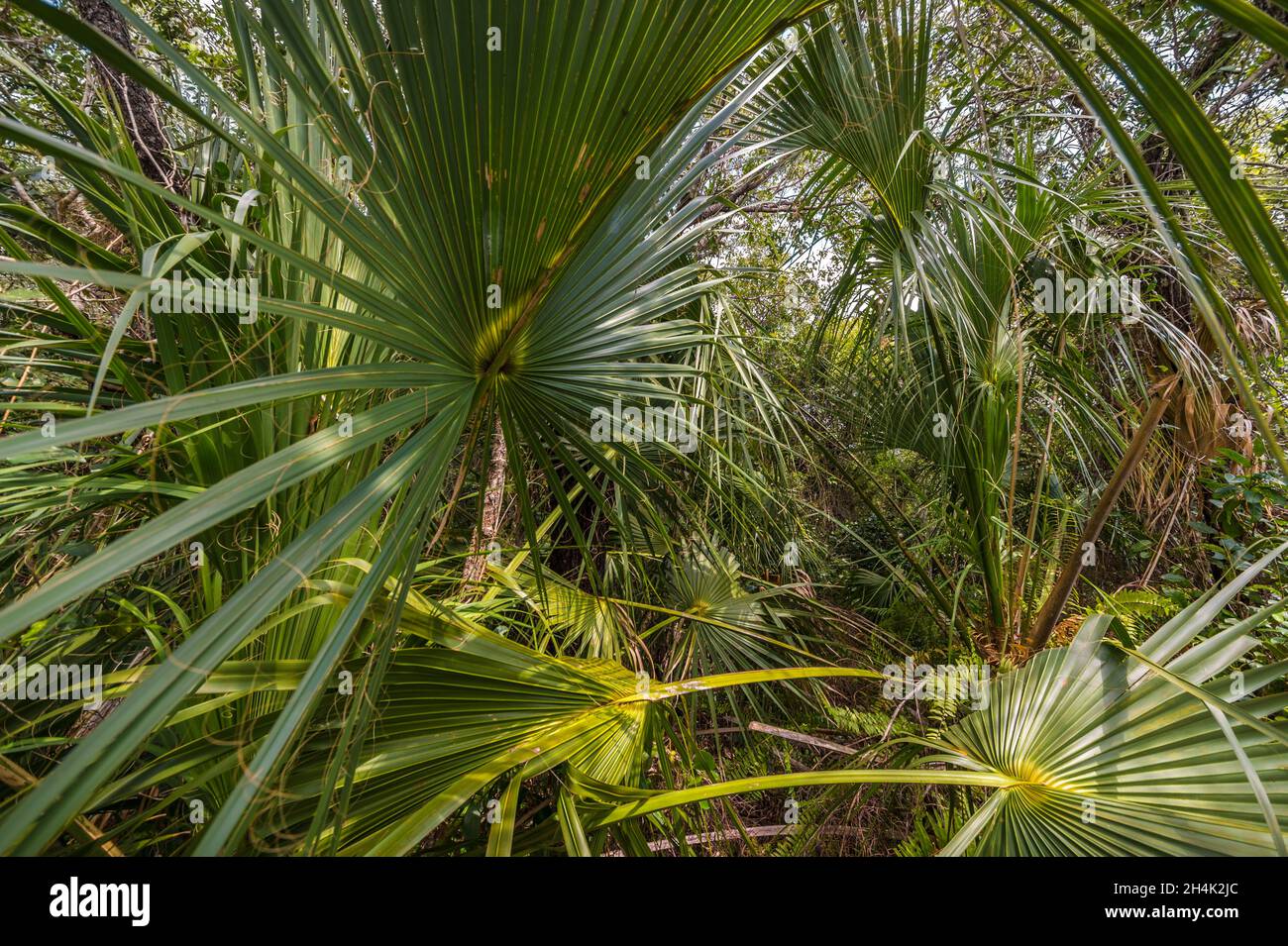 United States, Florida, Everglades National Park listed as World ...
