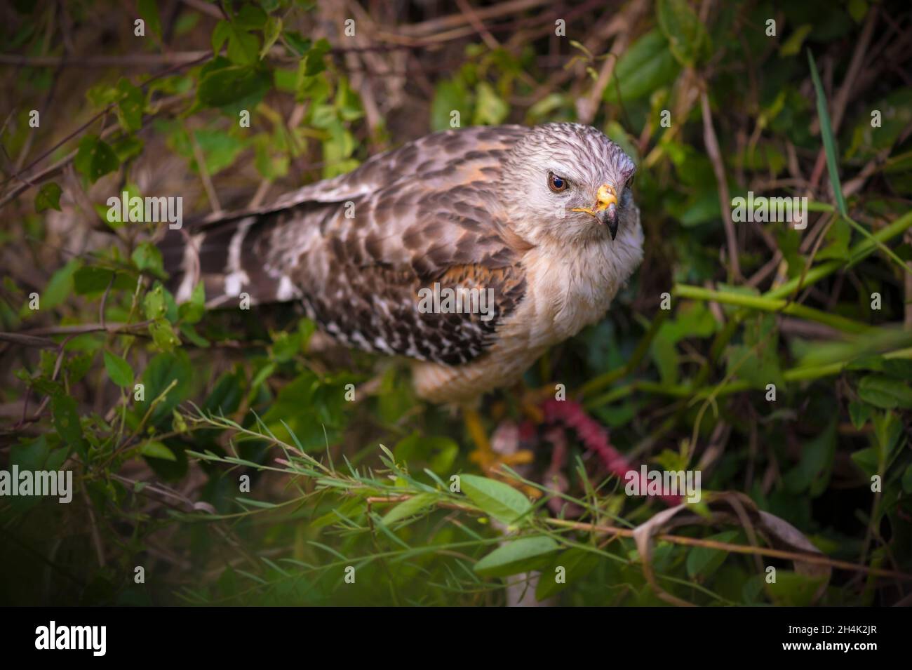 United States, Florida, Everglades National Park listed as a UNESCO ...