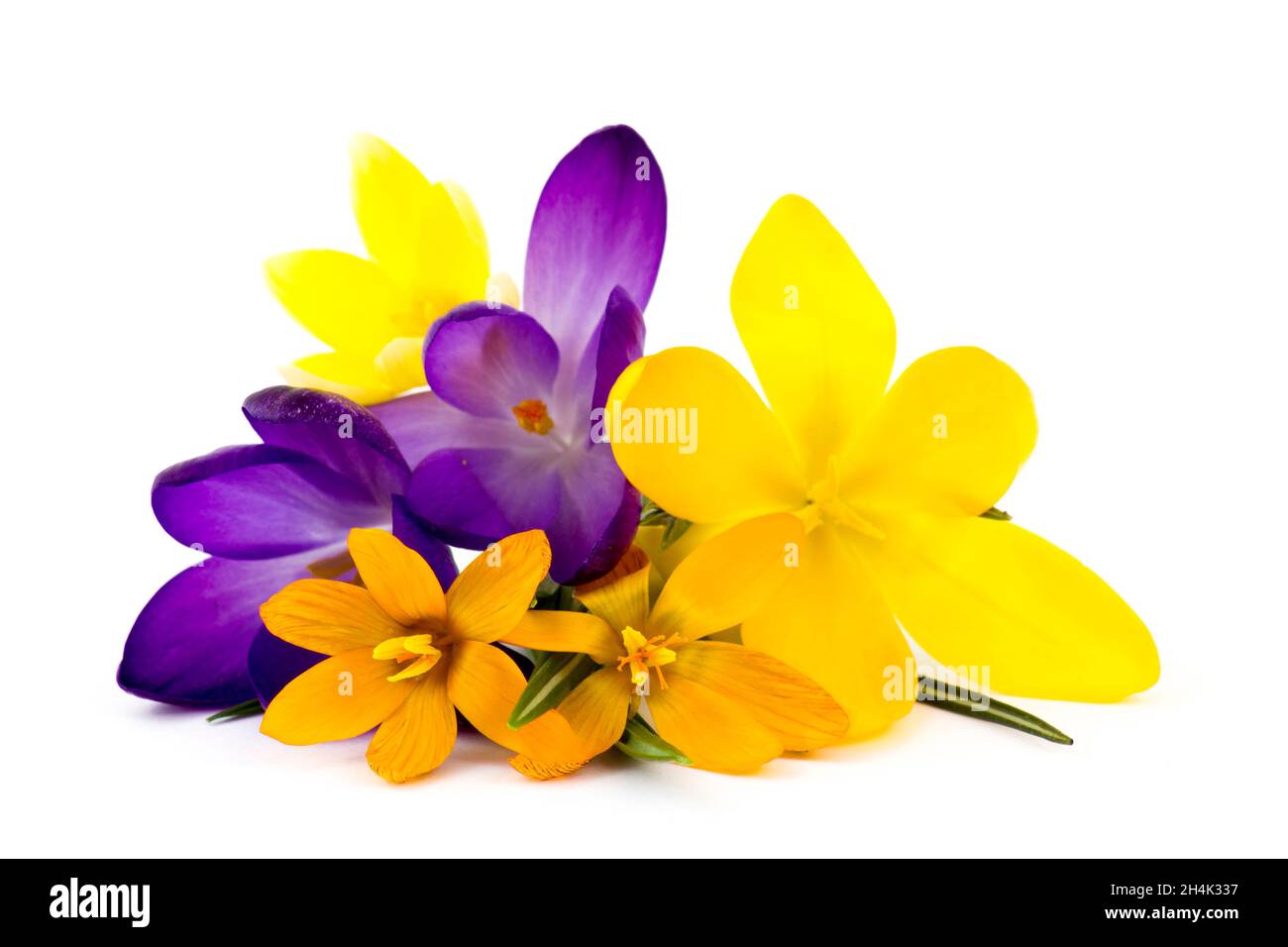 Warm spring time flowers Cut Out Stock Images & Pictures - Alamy