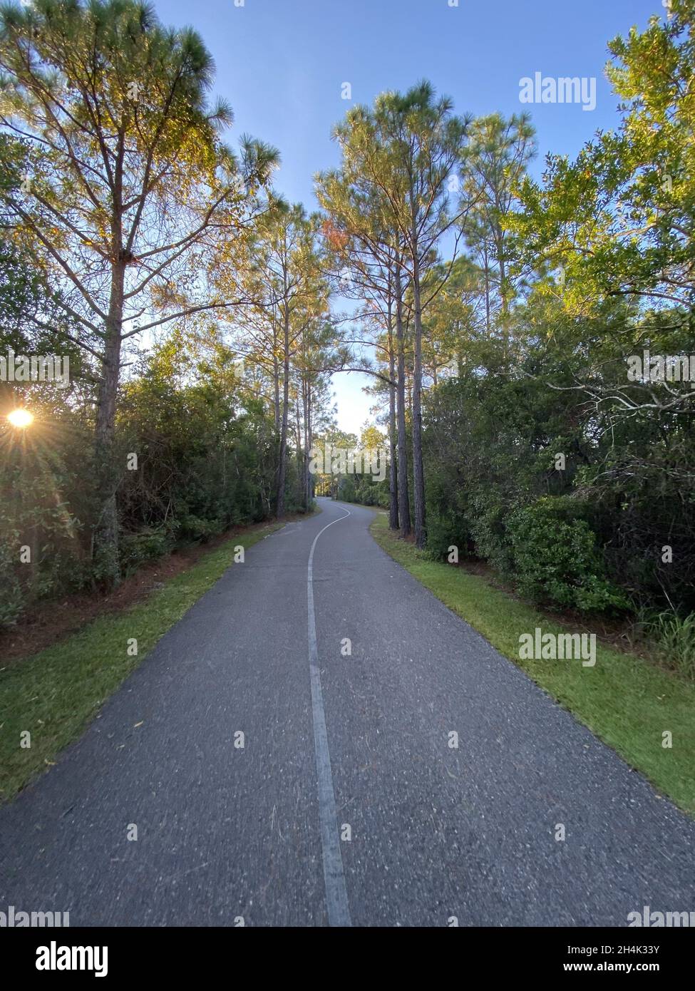 Vertical shot of an empty road surrounded by beautiful green foliage ...