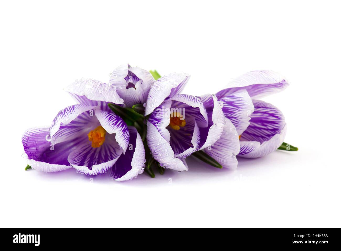 Elegant first spring flower Cut Out Stock Images & Pictures - Alamy
