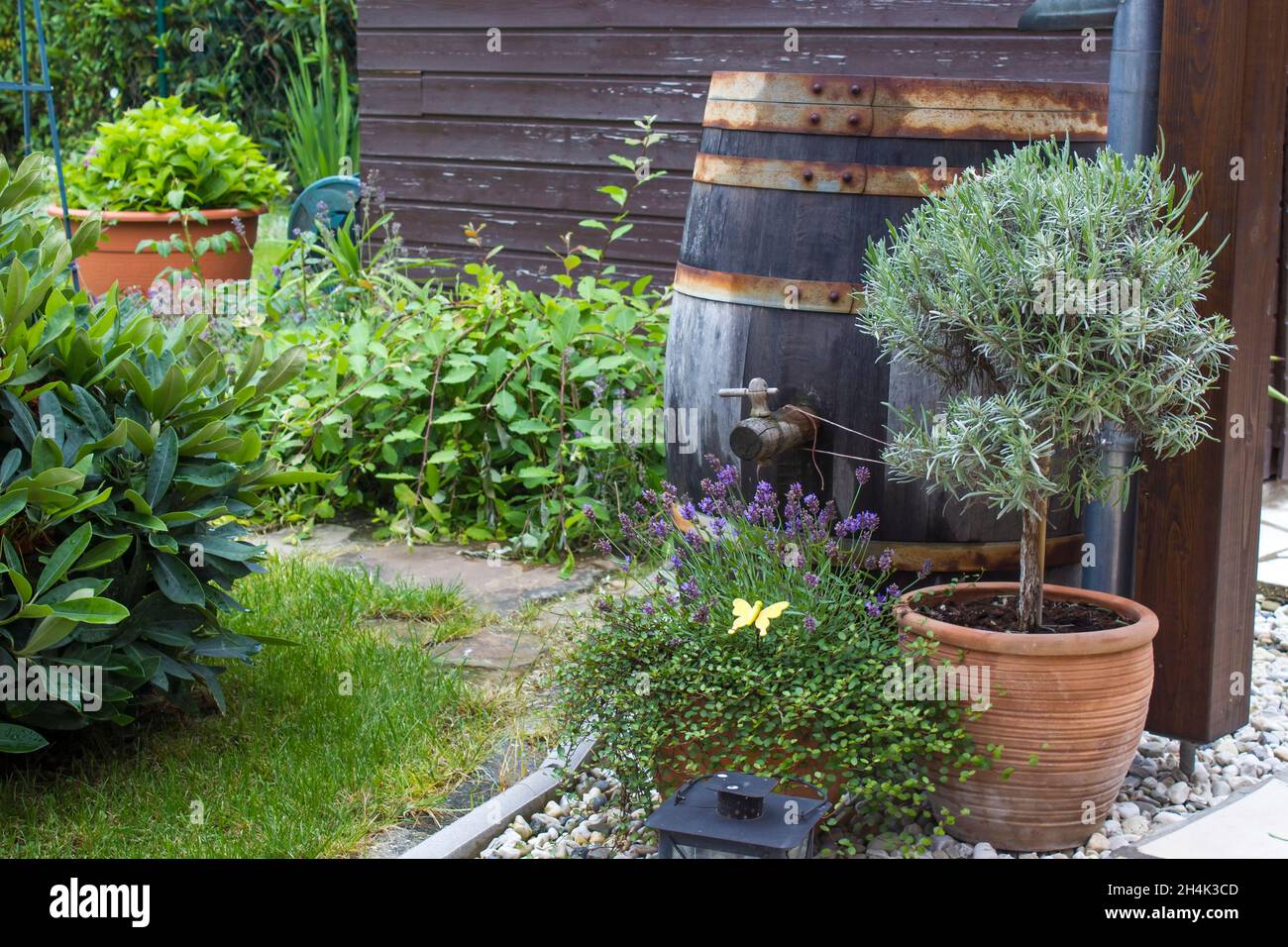 rustic garden - green plants and rain barrel Stock Photo - Alamy