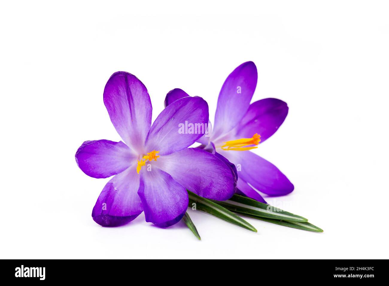 One crocus Cut Out Stock Images & Pictures - Alamy