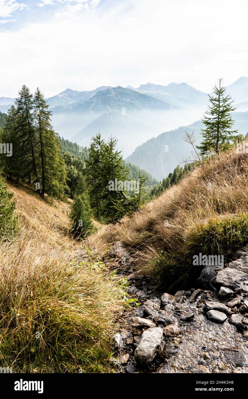 Mesmerizing landscape dense coniferous hi-res stock photography and ...
