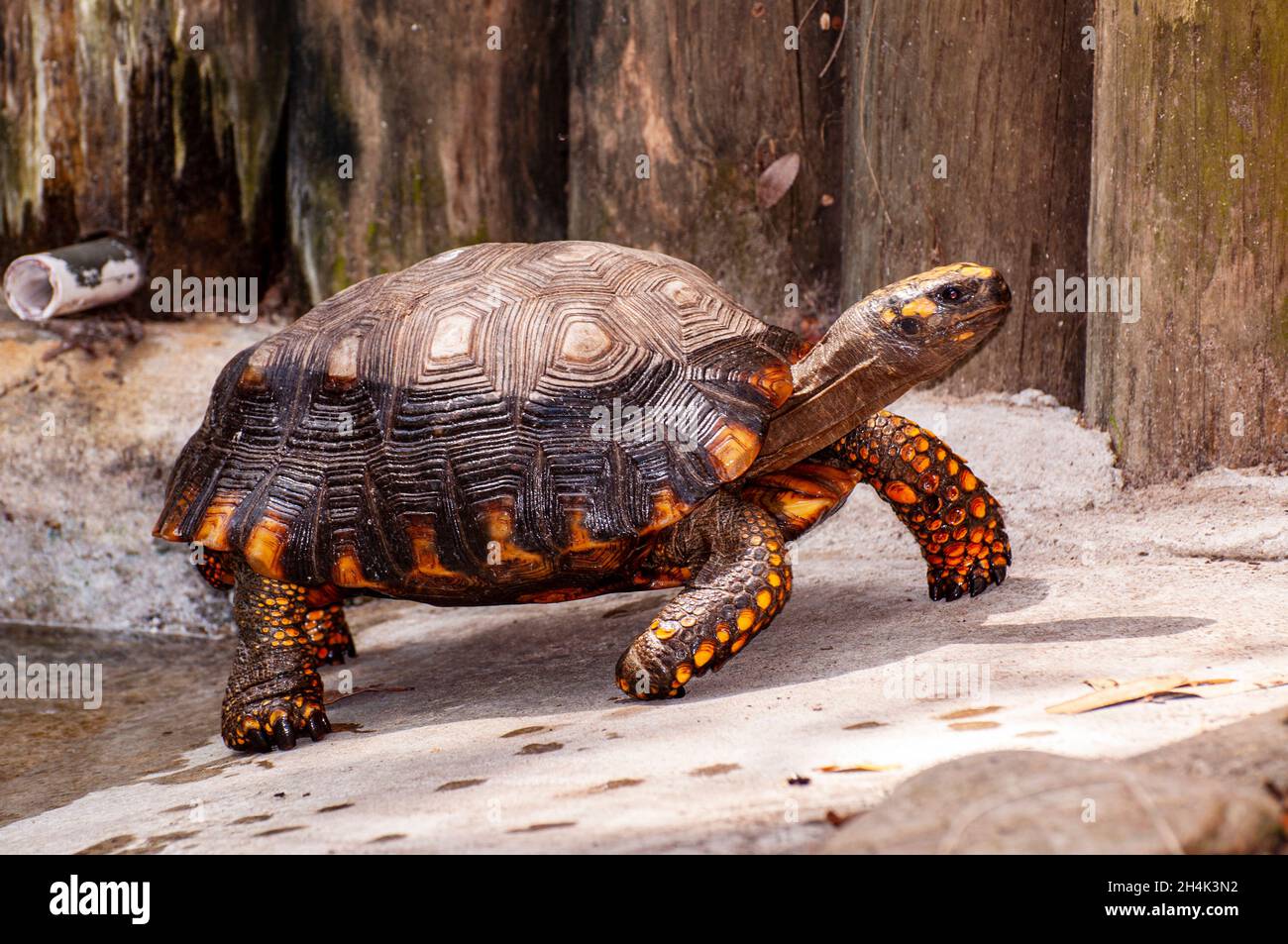 Birds, Turtles, Alligators Stock Photo - Alamy