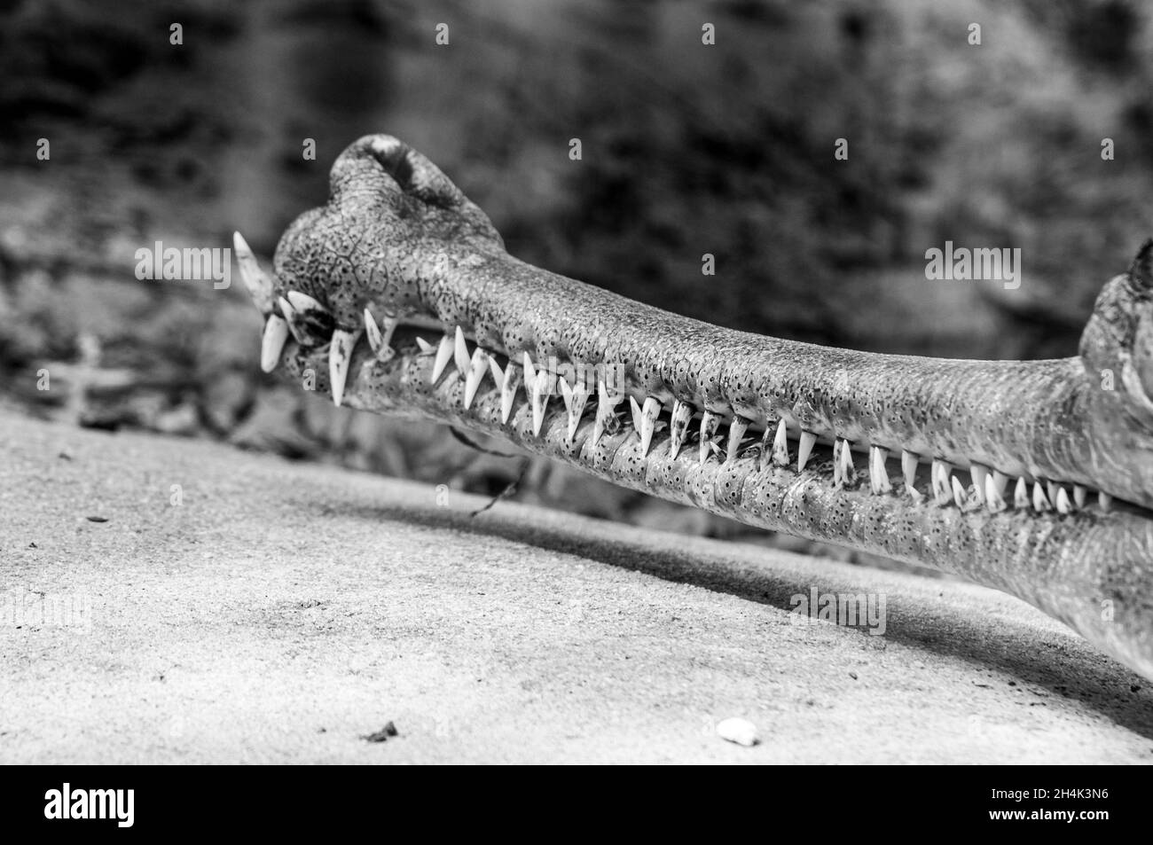 Birds, Turtles, Alligators Stock Photo - Alamy