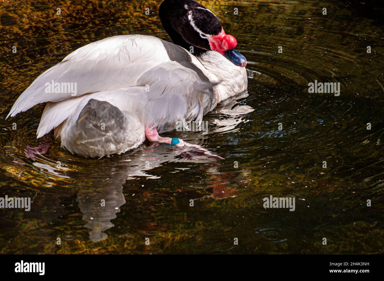 Birds, Turtles, Alligators Stock Photo - Alamy