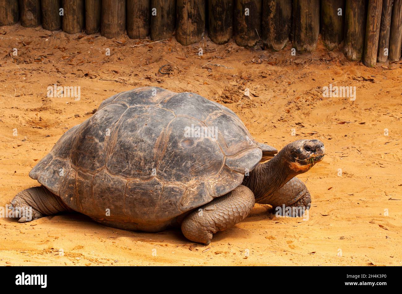 Birds, Turtles, Alligators Stock Photo - Alamy