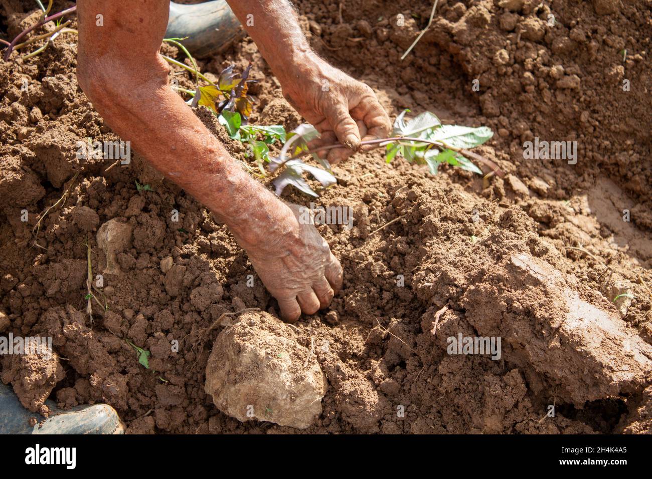 hands of a 92-year-old man dedicated to working in the fields Stock ...
