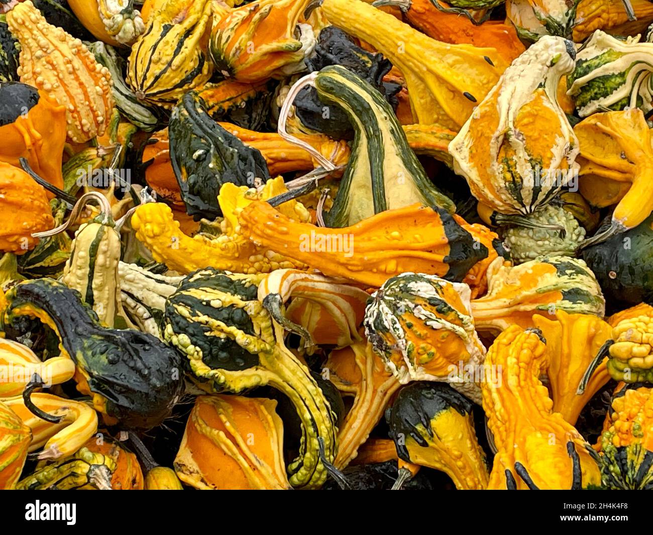 Overhead view of assorted squash, Canada Stock Photo - Alamy