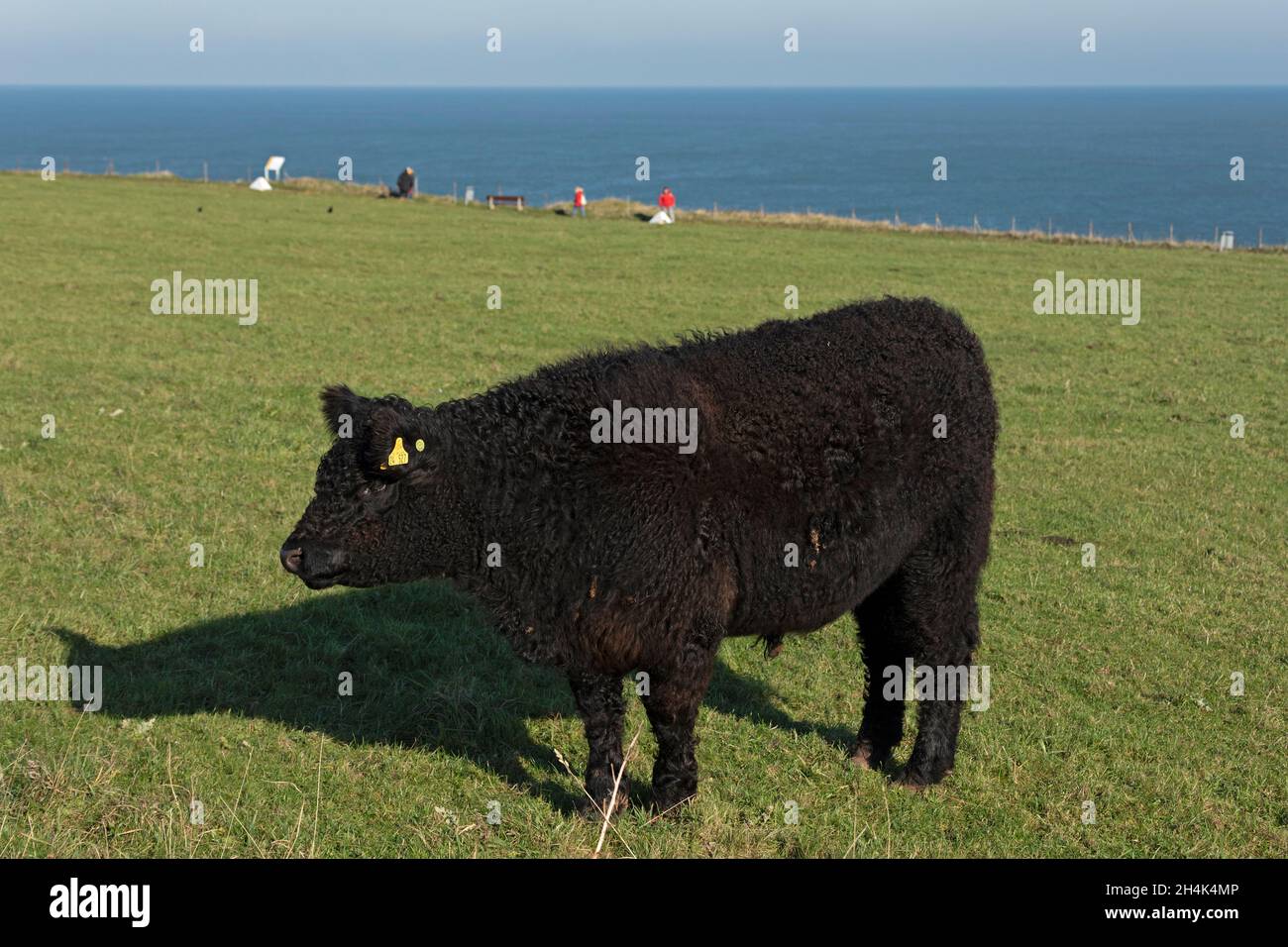 Cattle island hi-res stock photography and images - Alamy